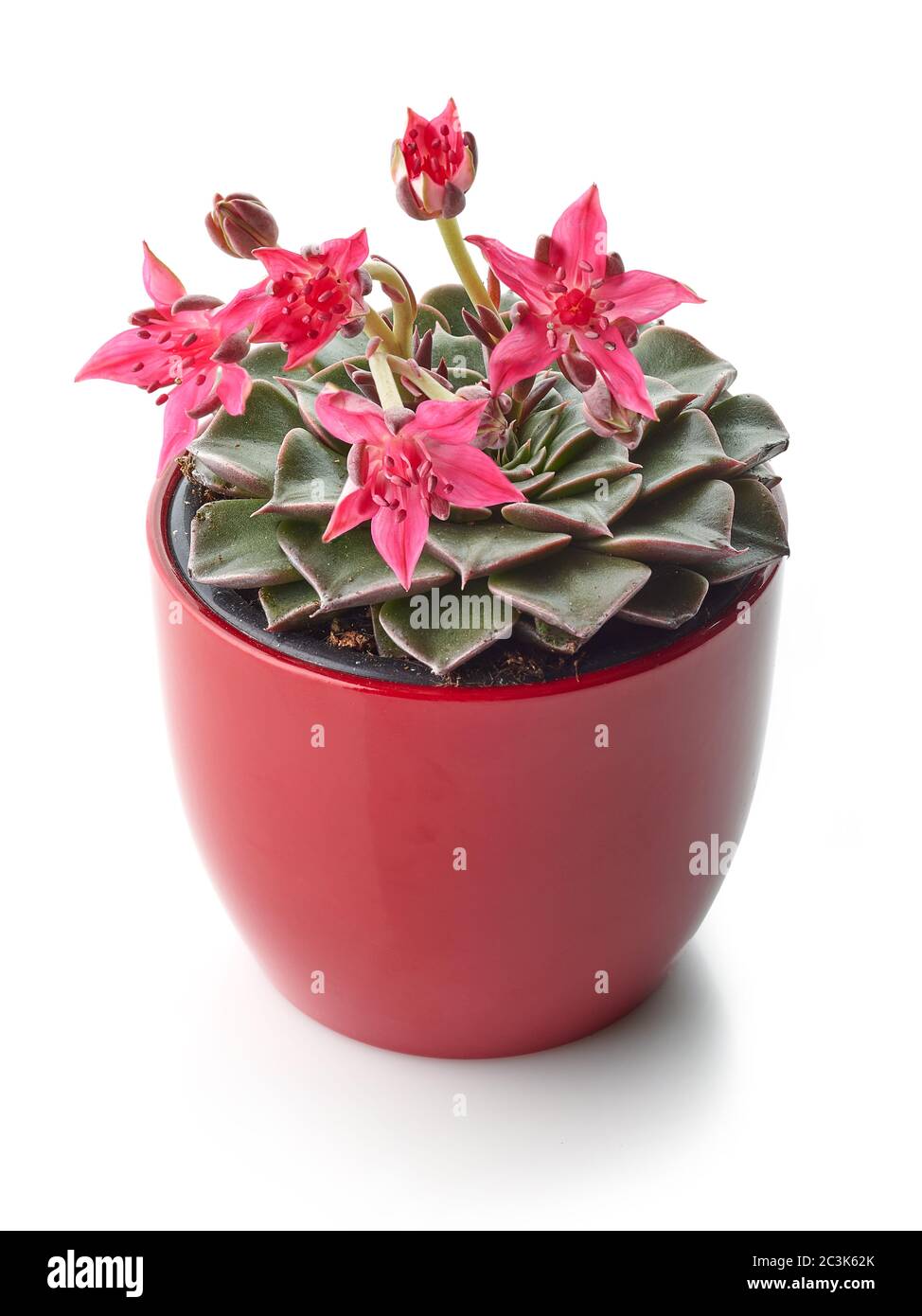flowering grapto cactus in a red flower pot isolated on white ...