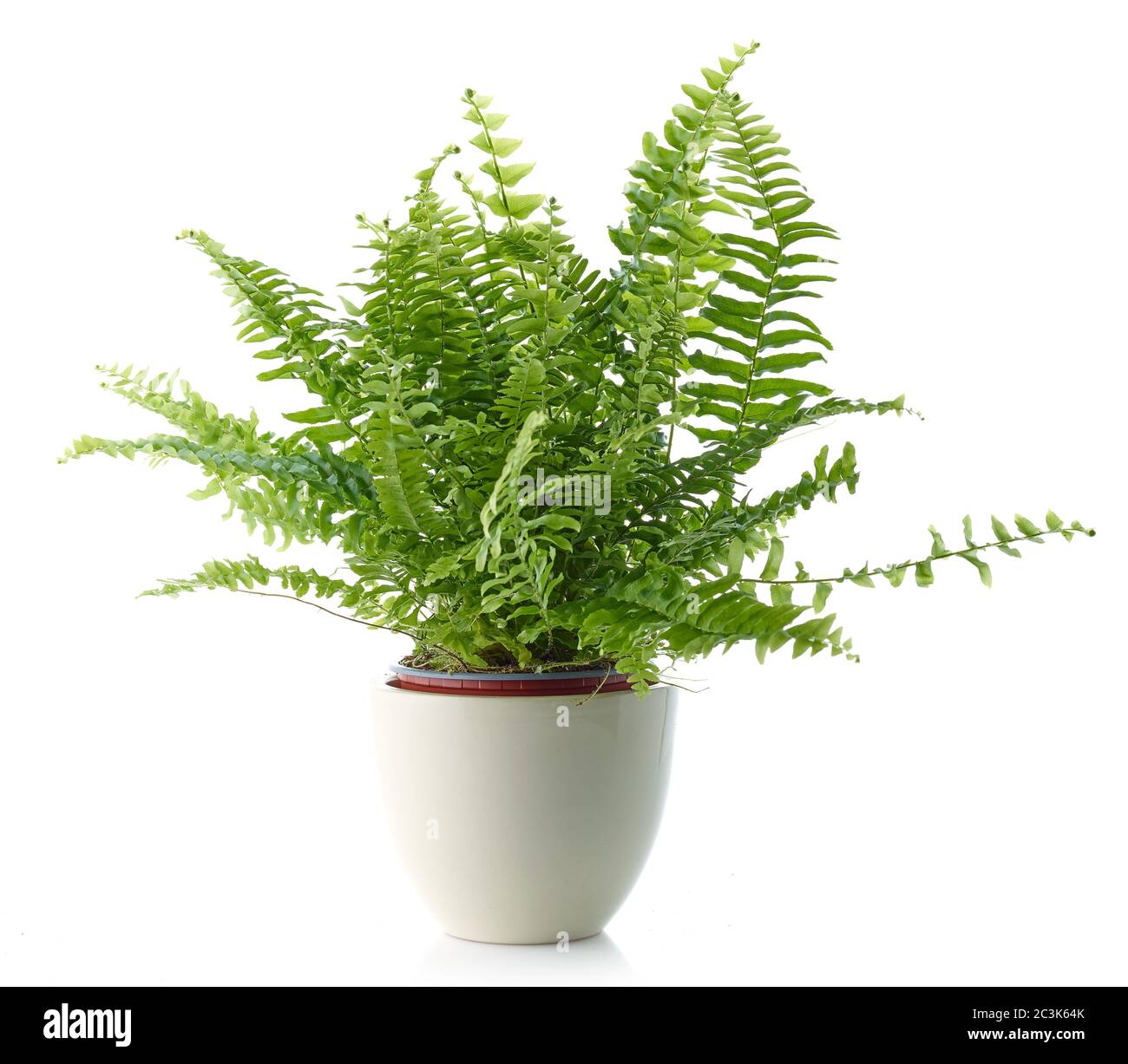 fern plant in a white flower pot isolated on white background Stock ...