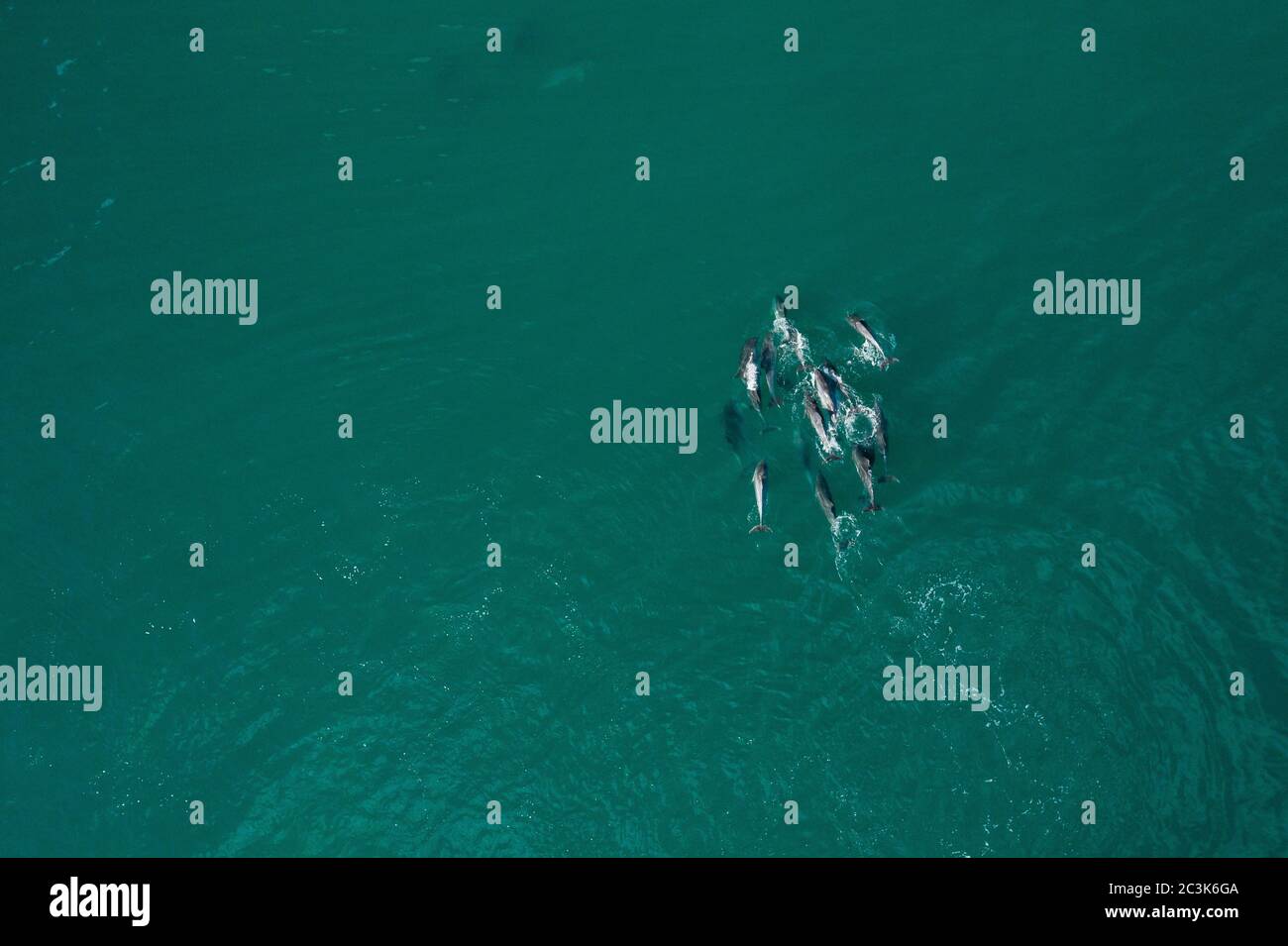 Aerial overhead shot of dolphins in a pure turquoise sea during daytime ...