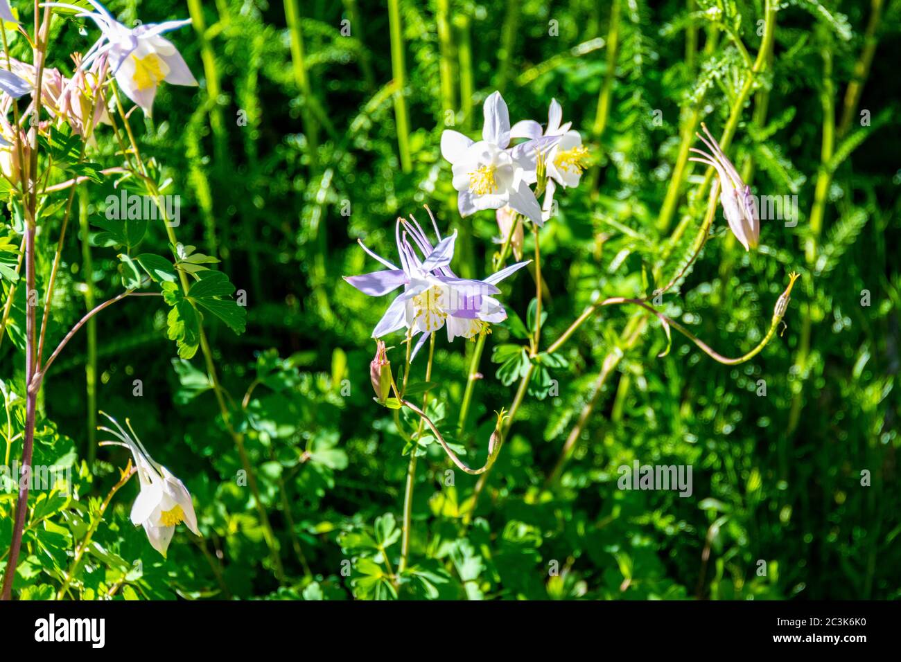 Native colorado flowers hi-res stock photography and images - Alamy