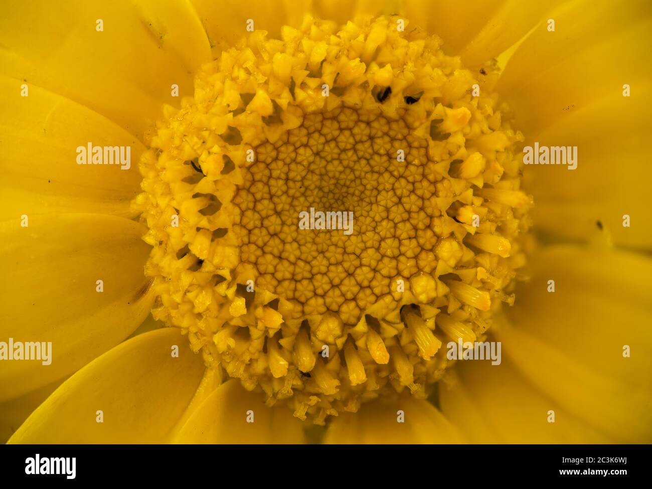 Disc-florets, Crown daisy, Glebionis coronaria, Malta, Mediterranean ...