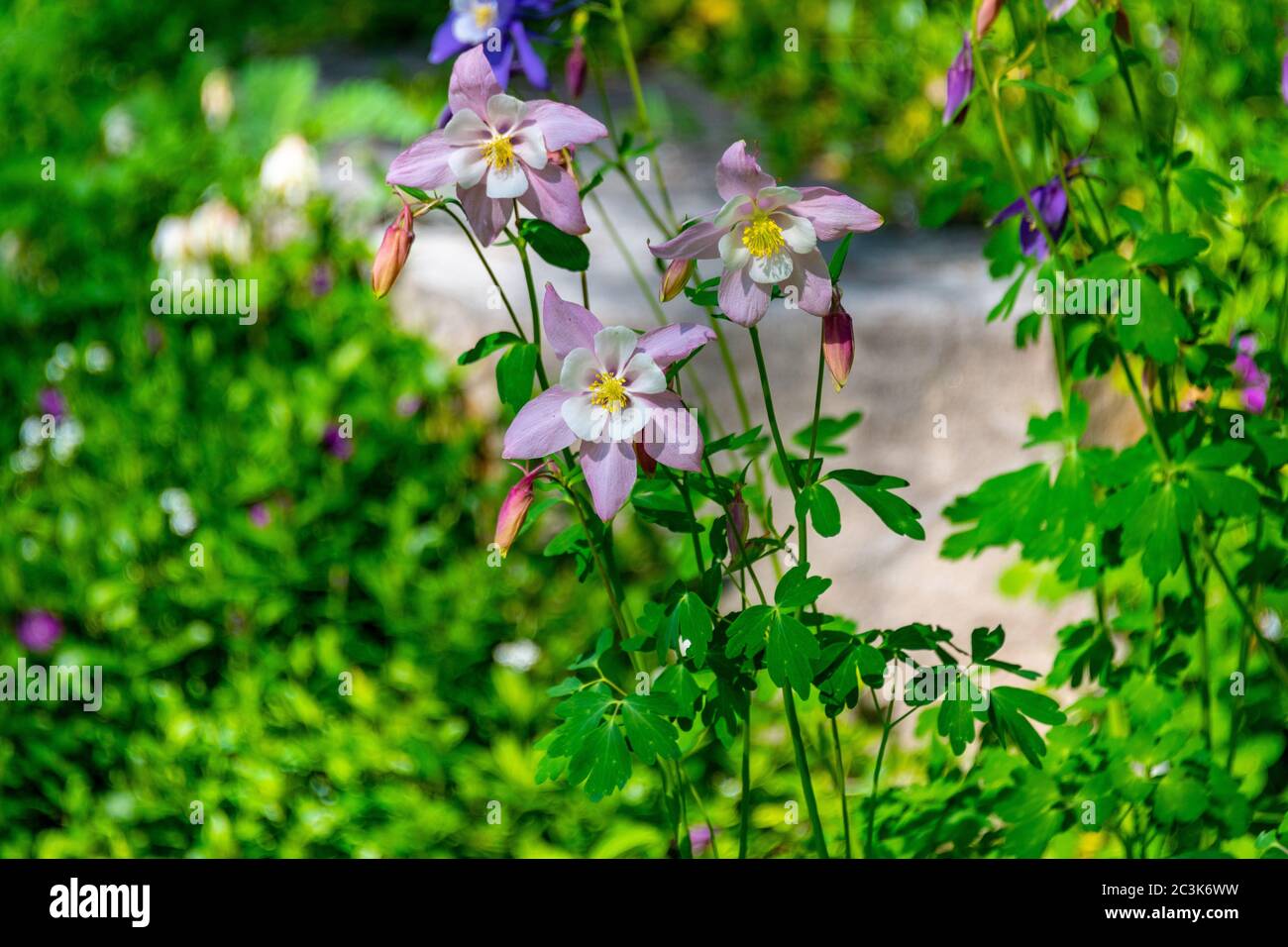 Columbine native plant hi-res stock photography and images - Alamy