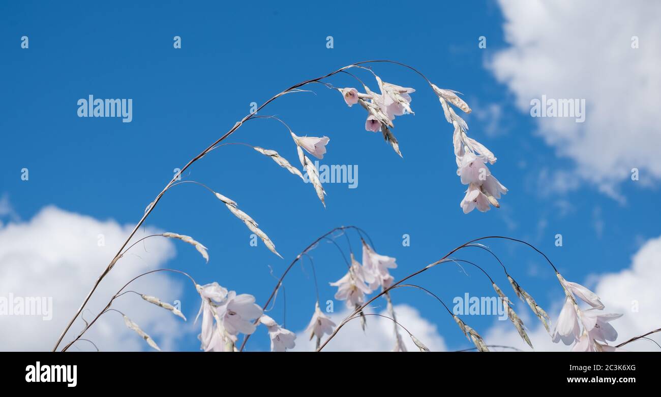 Wandflower hi-res stock photography and images - Alamy