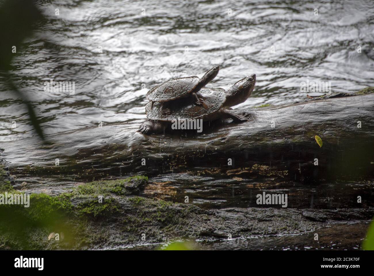 Northern australian snapping turtle with baby on back hi-res stock ...
