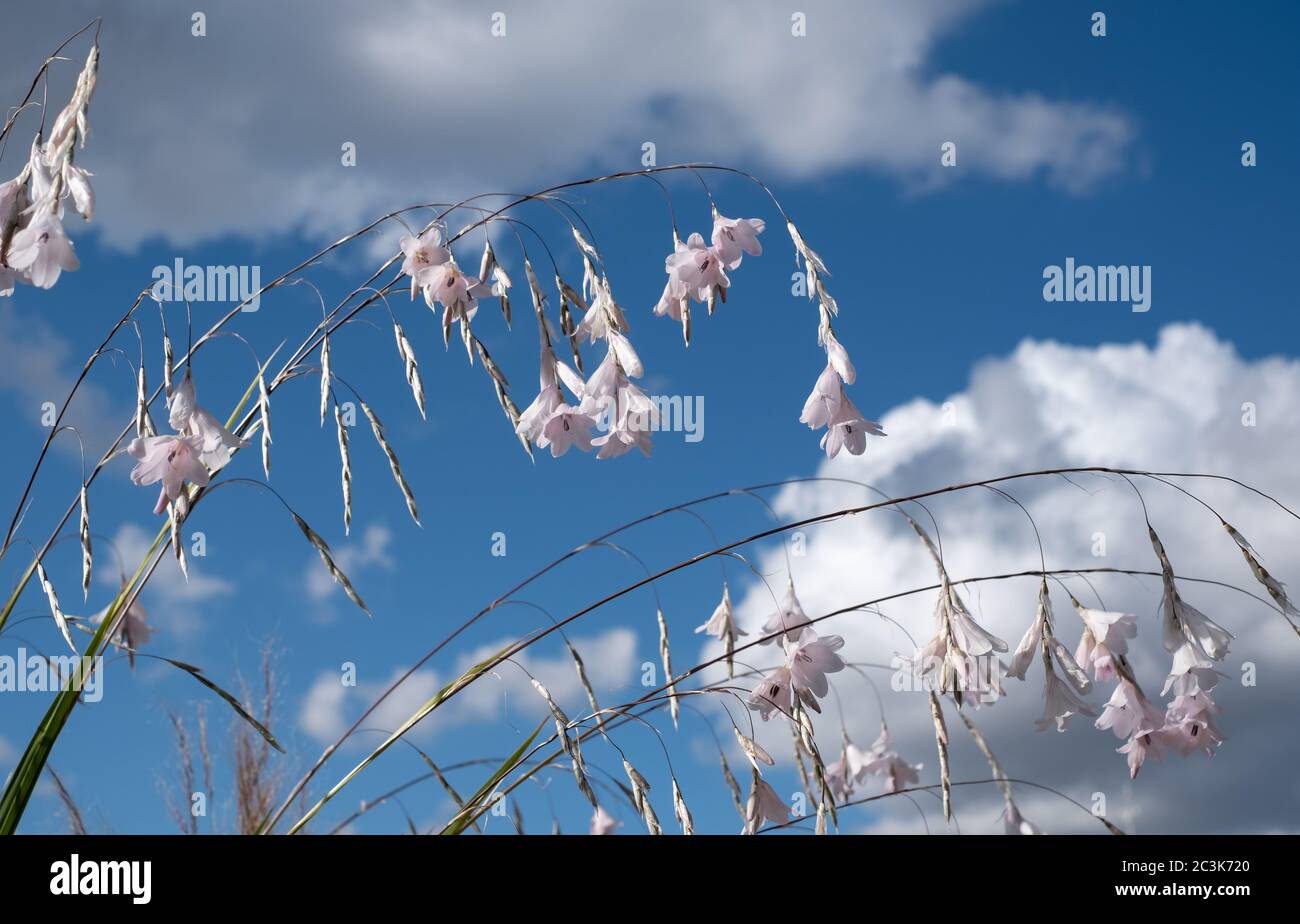 Wandflower hi-res stock photography and images - Alamy