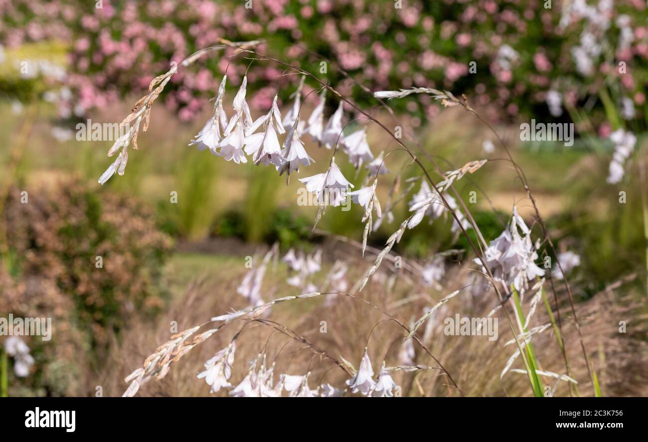 Delicate white Dierama Latifolium flowers, also known as wandflower or ...