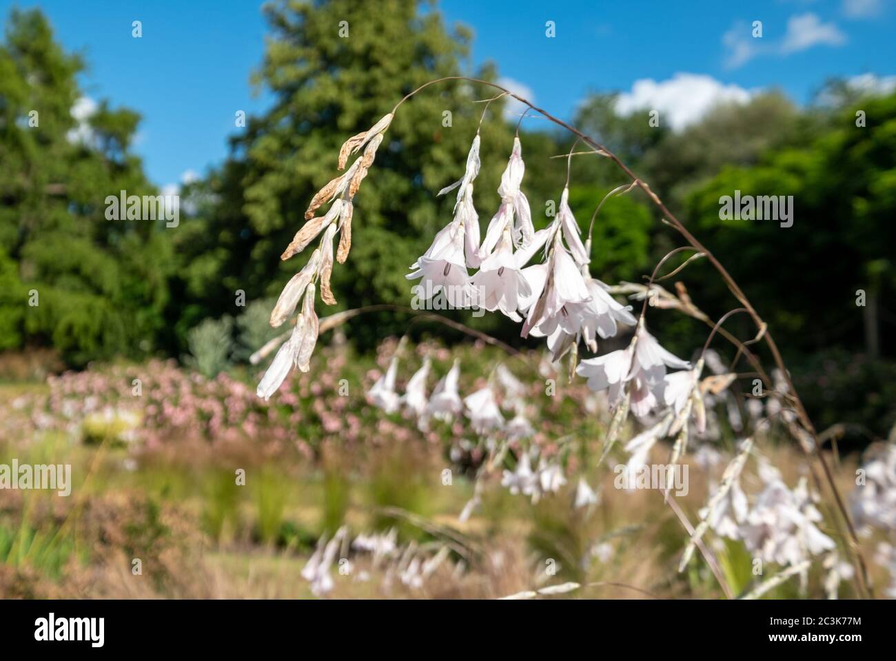 Delicate white Dierama Latifolium flowers, also known as wandflower or ...