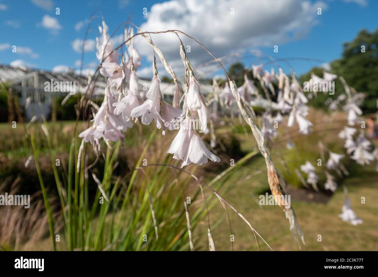 Delicate white Dierama Latifolium flowers, also known as wandflower or ...