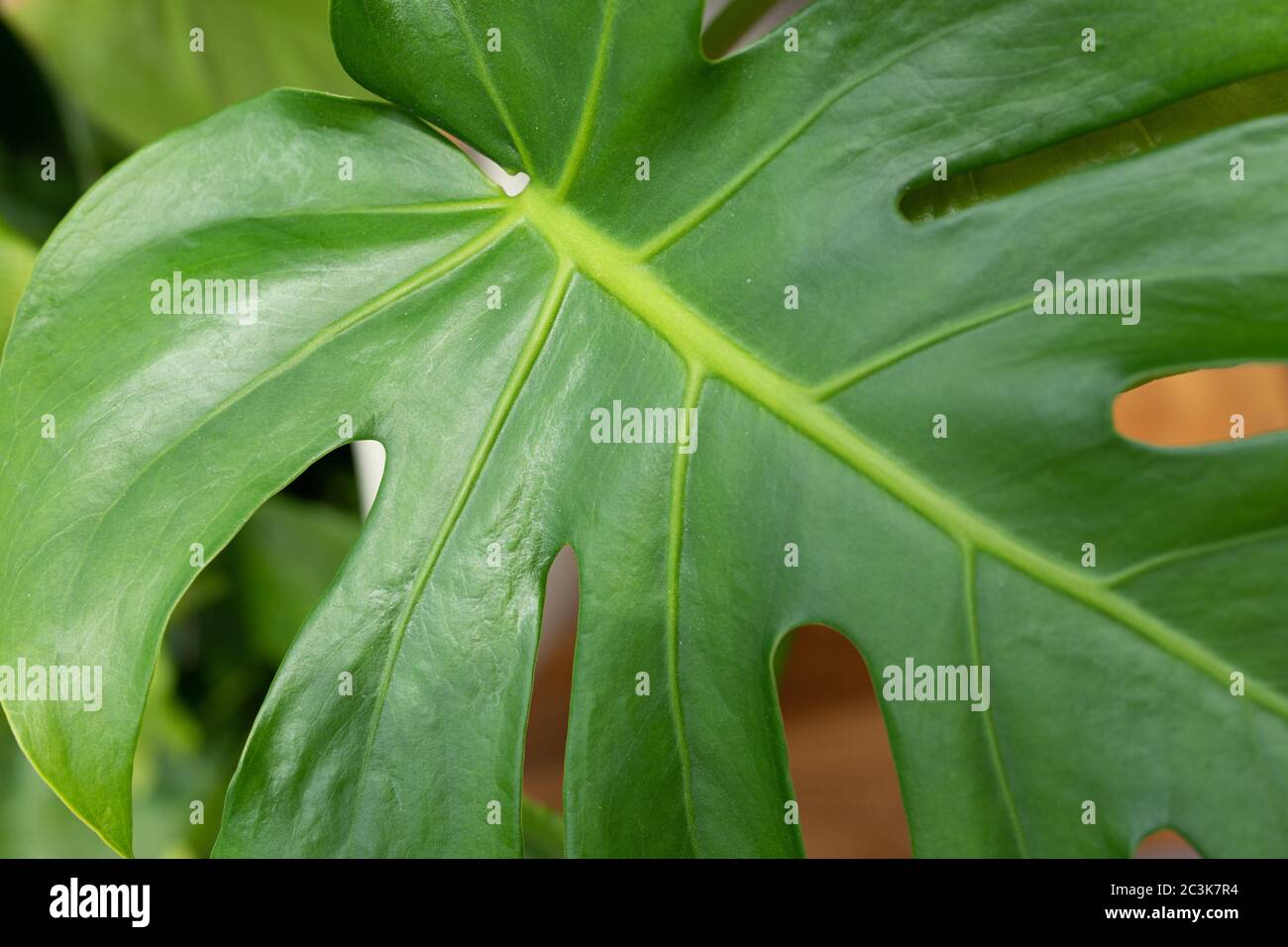 Closeup shot of a monstera deliciosa leaf under the lights with a ...