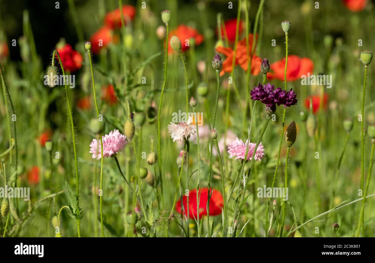 Colourful wild flowers including cornflowers and poppies, photographed ...