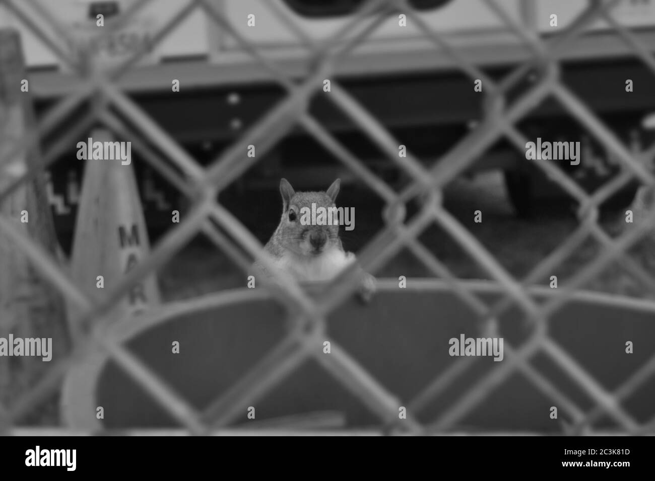 Grayscale shot of a squirrel behind a grid Stock Photo - Alamy