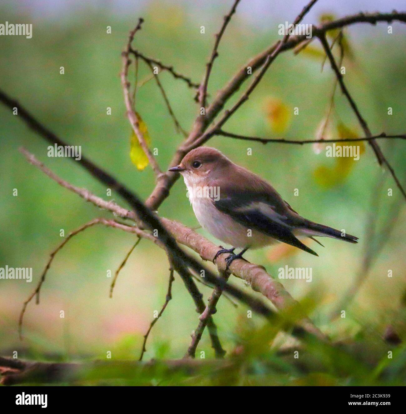 The yellow nightingale hi-res stock photography and images - Alamy