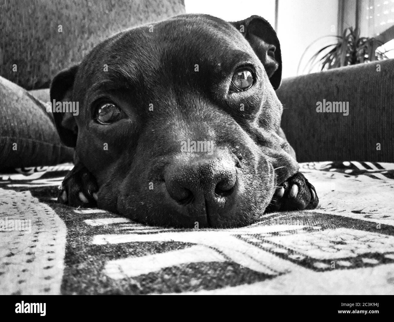 Pit bull staring at camera Black and White Stock Photos & Images - Alamy