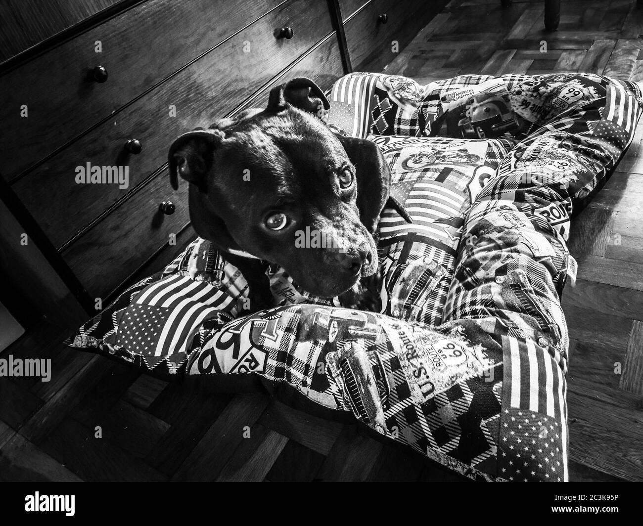 Pit bull staring at camera hi-res stock photography and images - Alamy