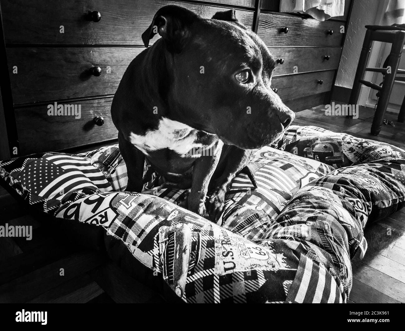 Grayscale closeup shot of a baby pit bull sitting on a mattress looking ...