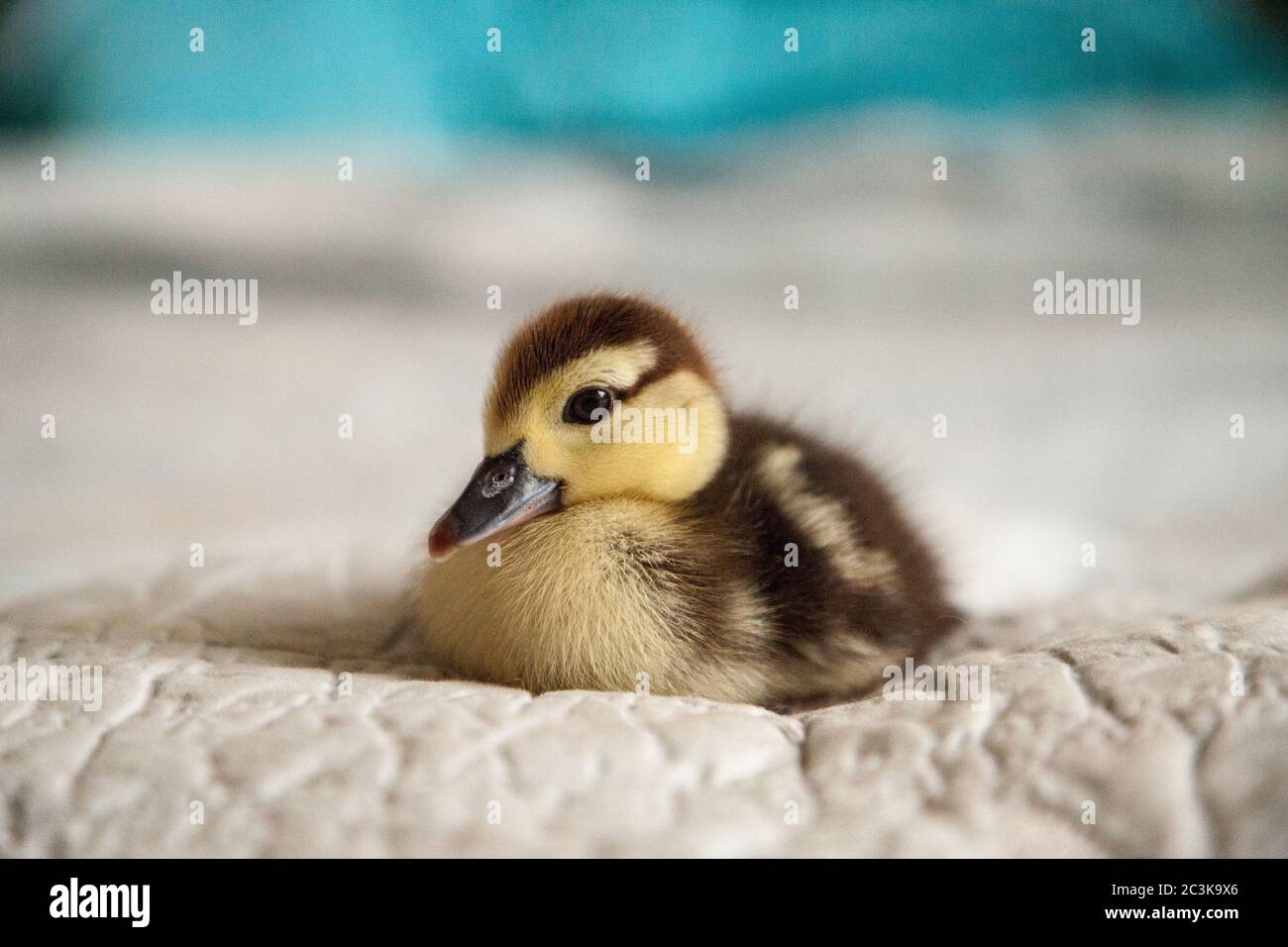 Mottled duckling Anas fulvigula on a blue background in Naples, Florida ...