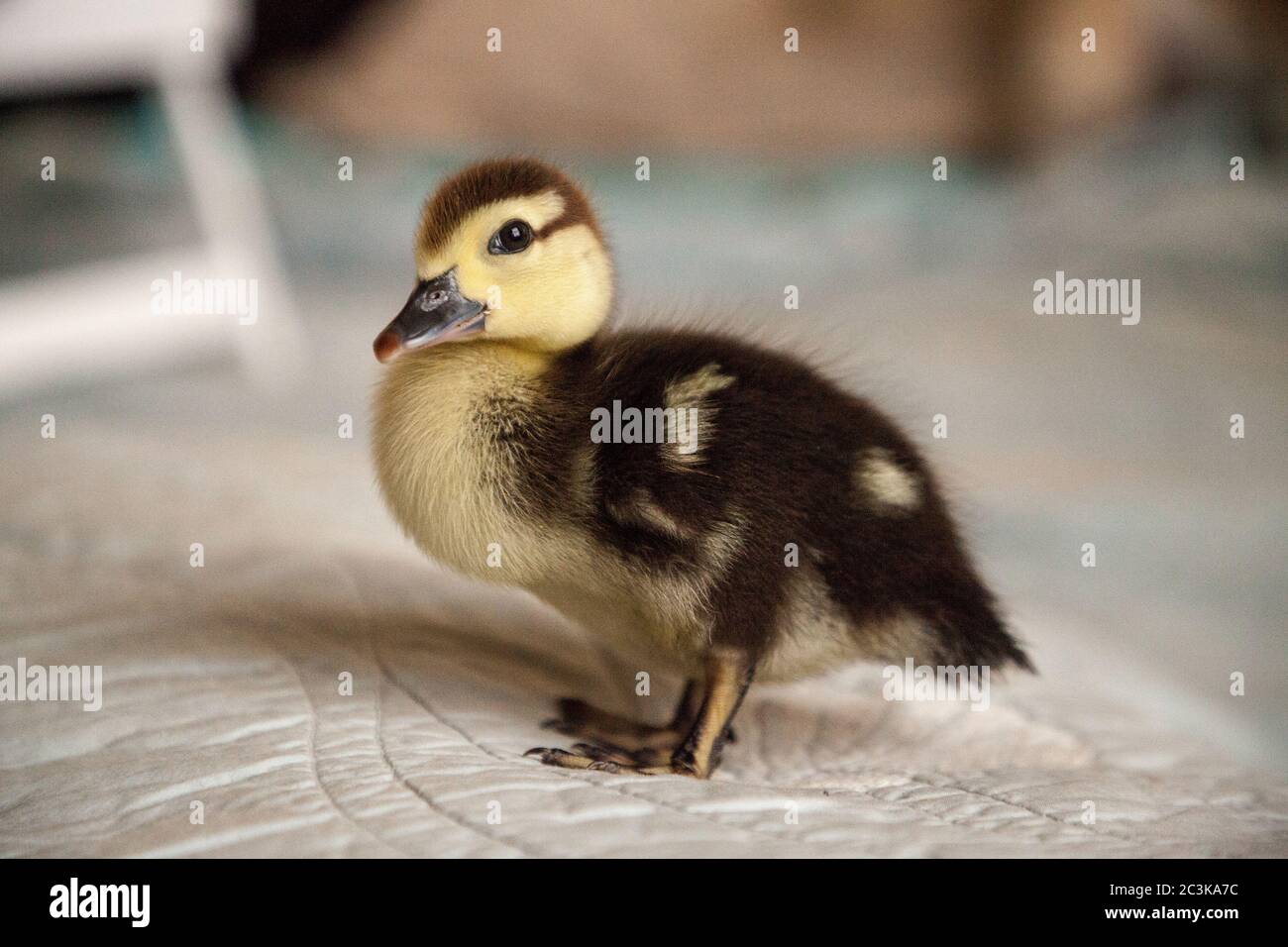 Curious Mottled duckling Anas fulvigula on a blue background in Naples ...