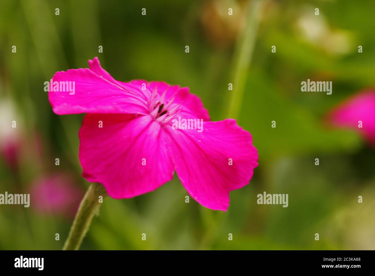 Rose Campion Flower Stock Photo - Alamy