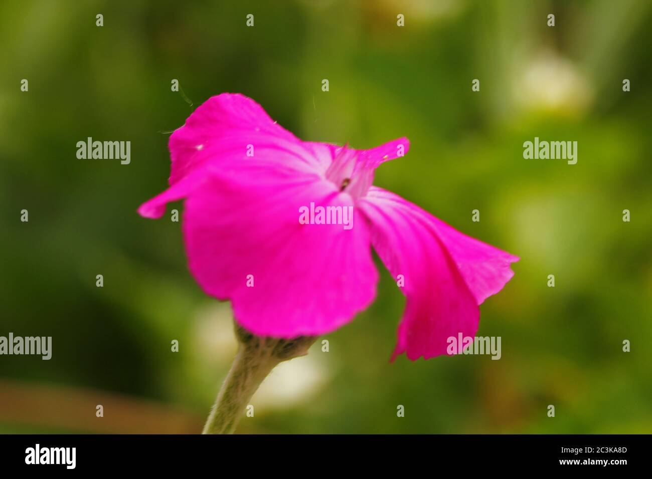 Rose Campion Flower Stock Photo - Alamy