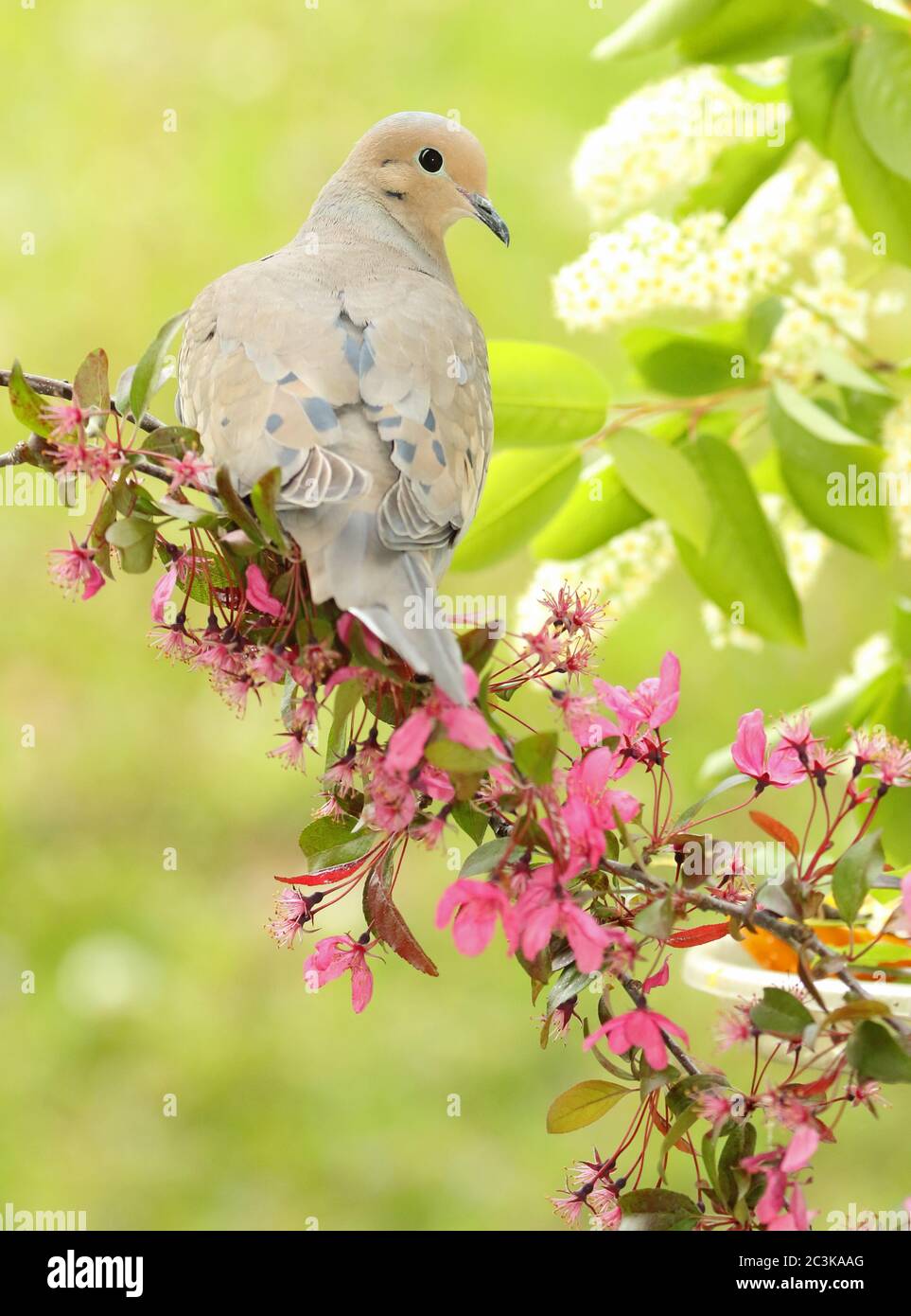 A Mourning Dove looking back from among flowers Stock Photo - Alamy