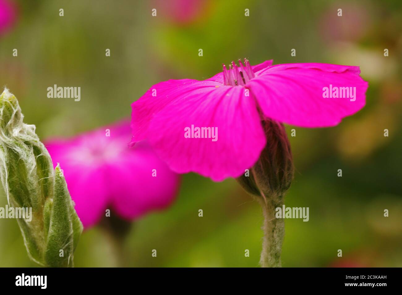 Rose Campion Flower Stock Photo - Alamy