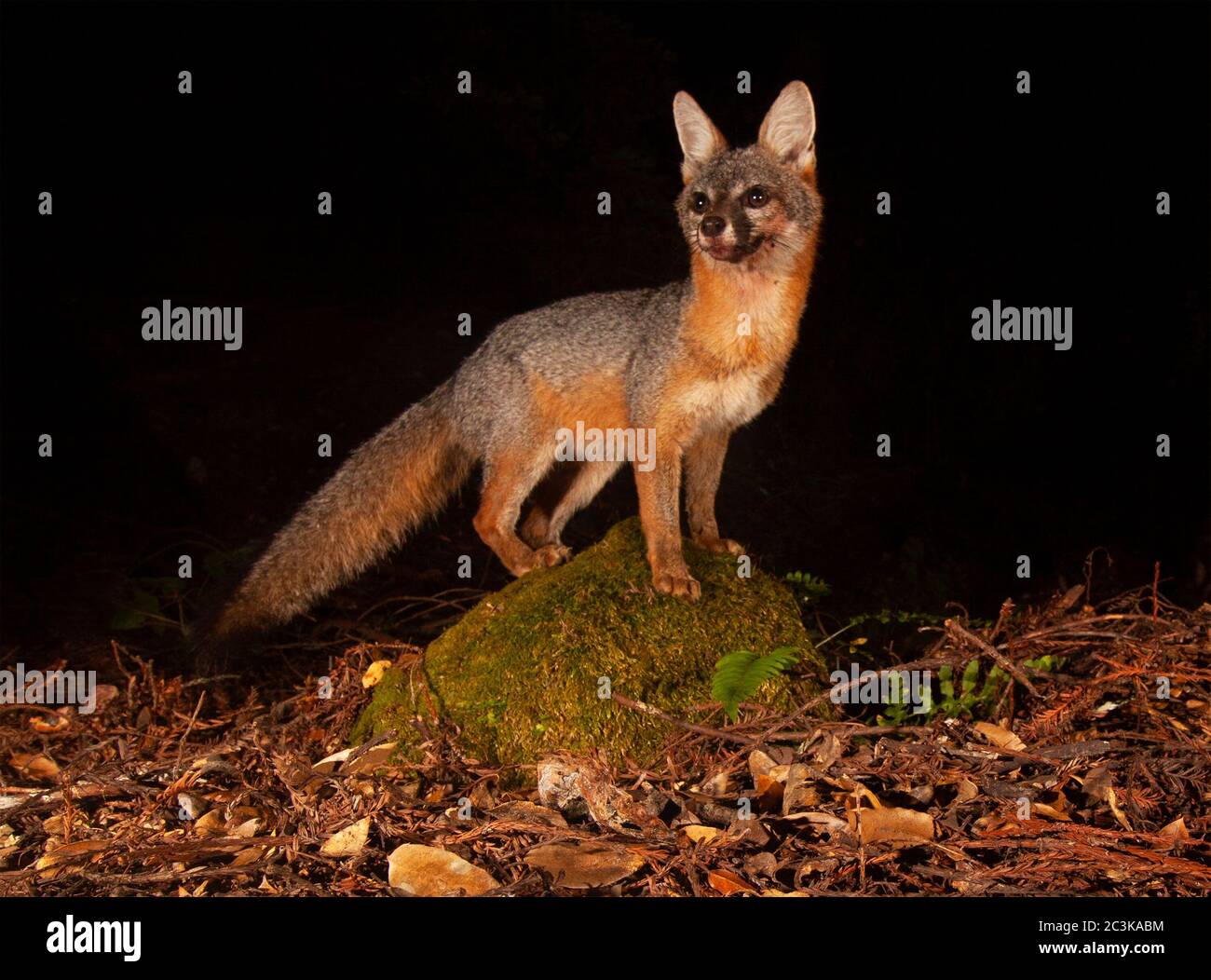 Fox Surveying Taylorsville North Carolina at Steven Watt blog