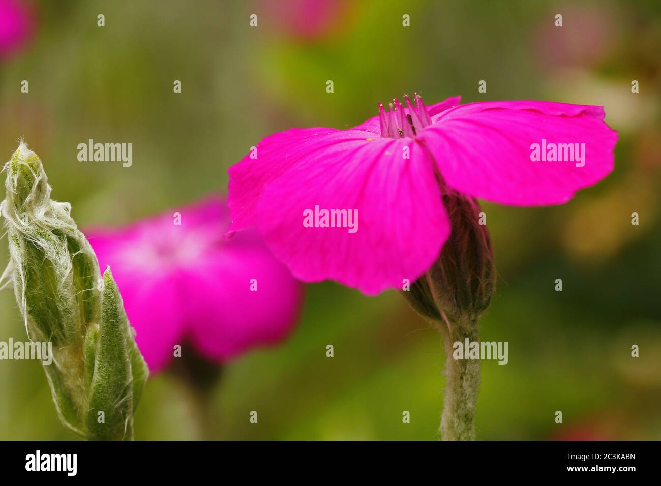 Rose Campion Flower Stock Photo - Alamy