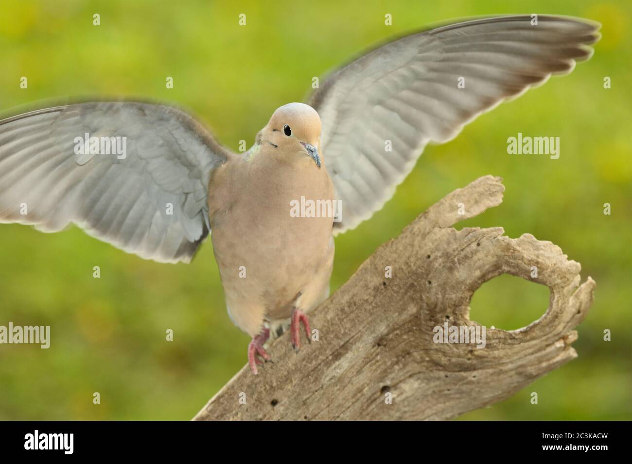 Mourning Dove Balancing On Perch Stock Photo - Alamy