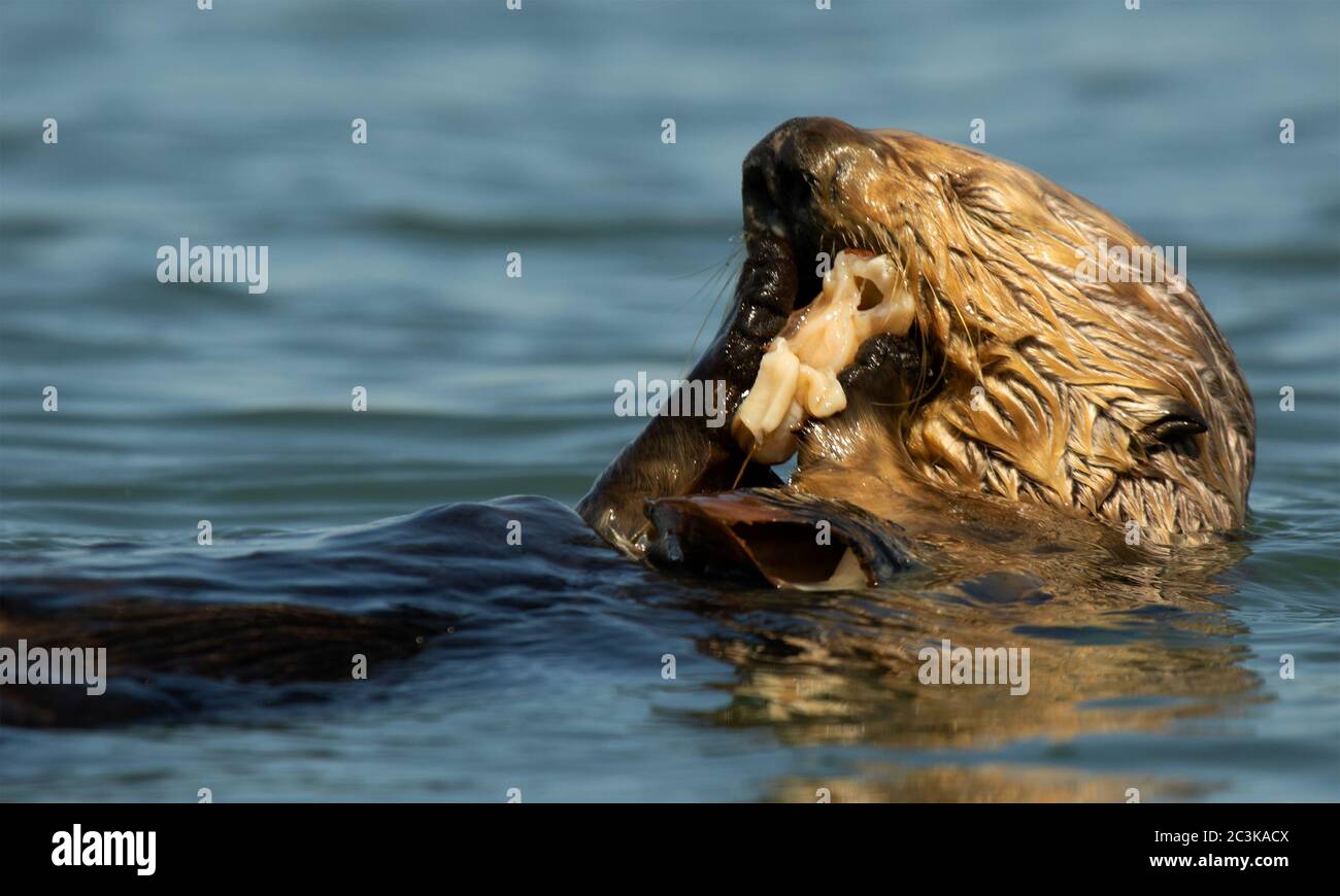 A Sea Otter scarfing down a clam Stock Photo - Alamy