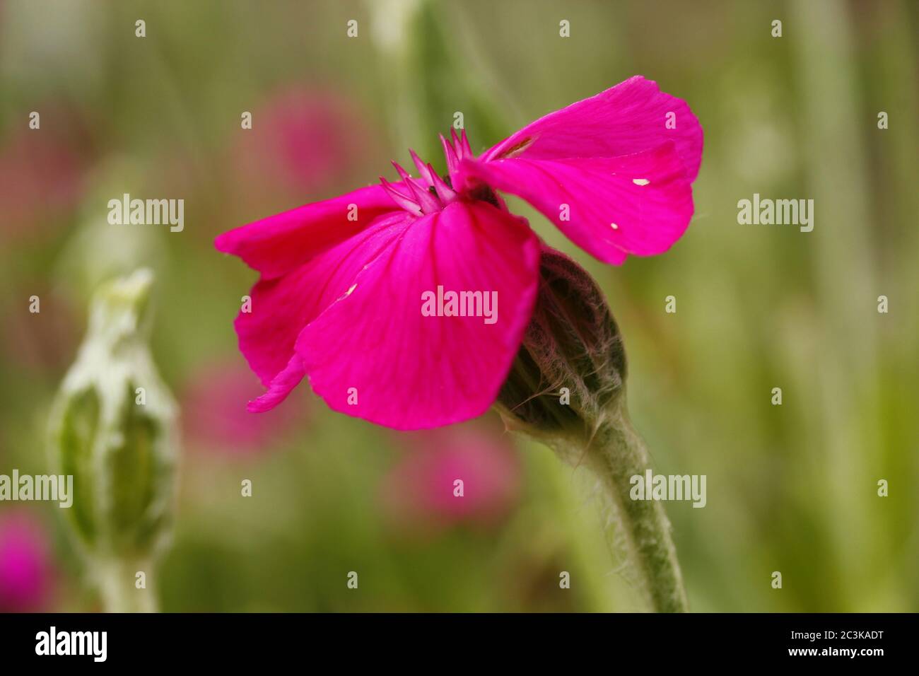 Rose Campion Flower Stock Photo - Alamy