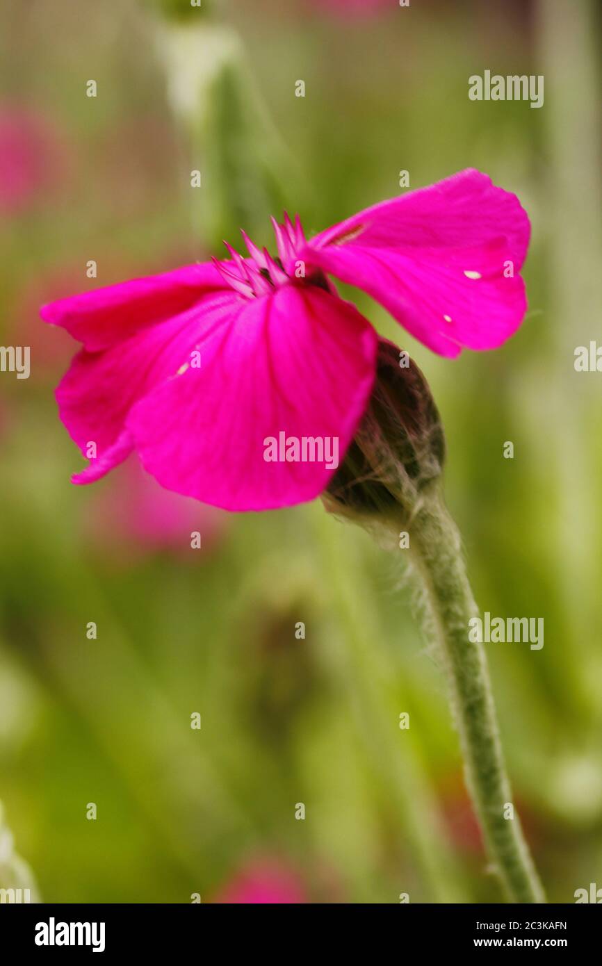 Rose Campion Flower Stock Photo - Alamy