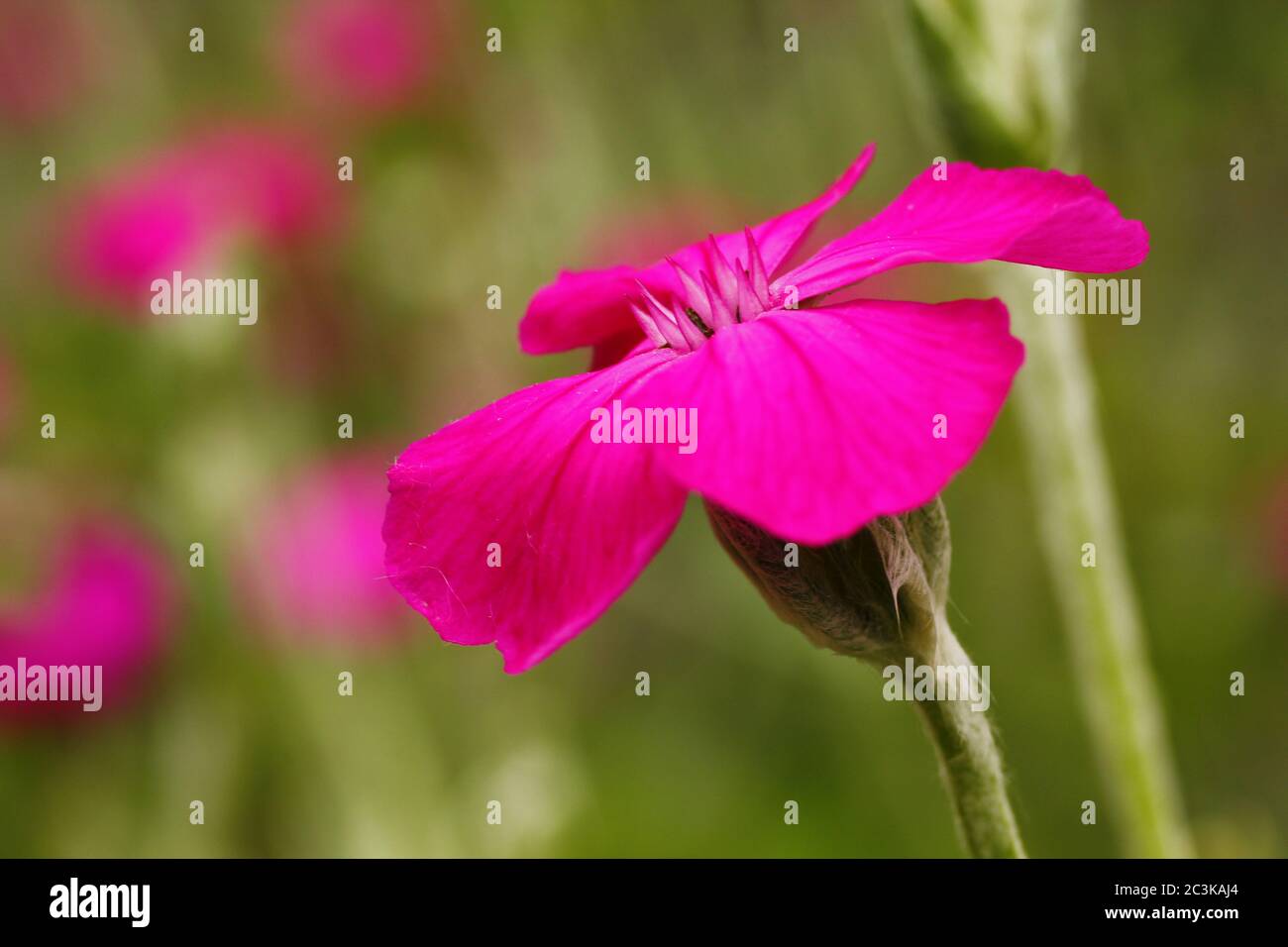 Rose Campion Flower Stock Photo - Alamy