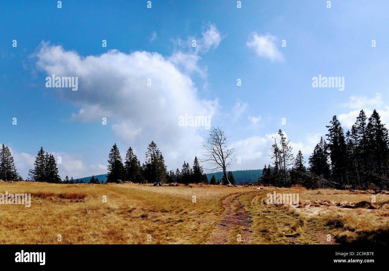 Yellow field with trees and a blue sky over Stock Photo - Alamy