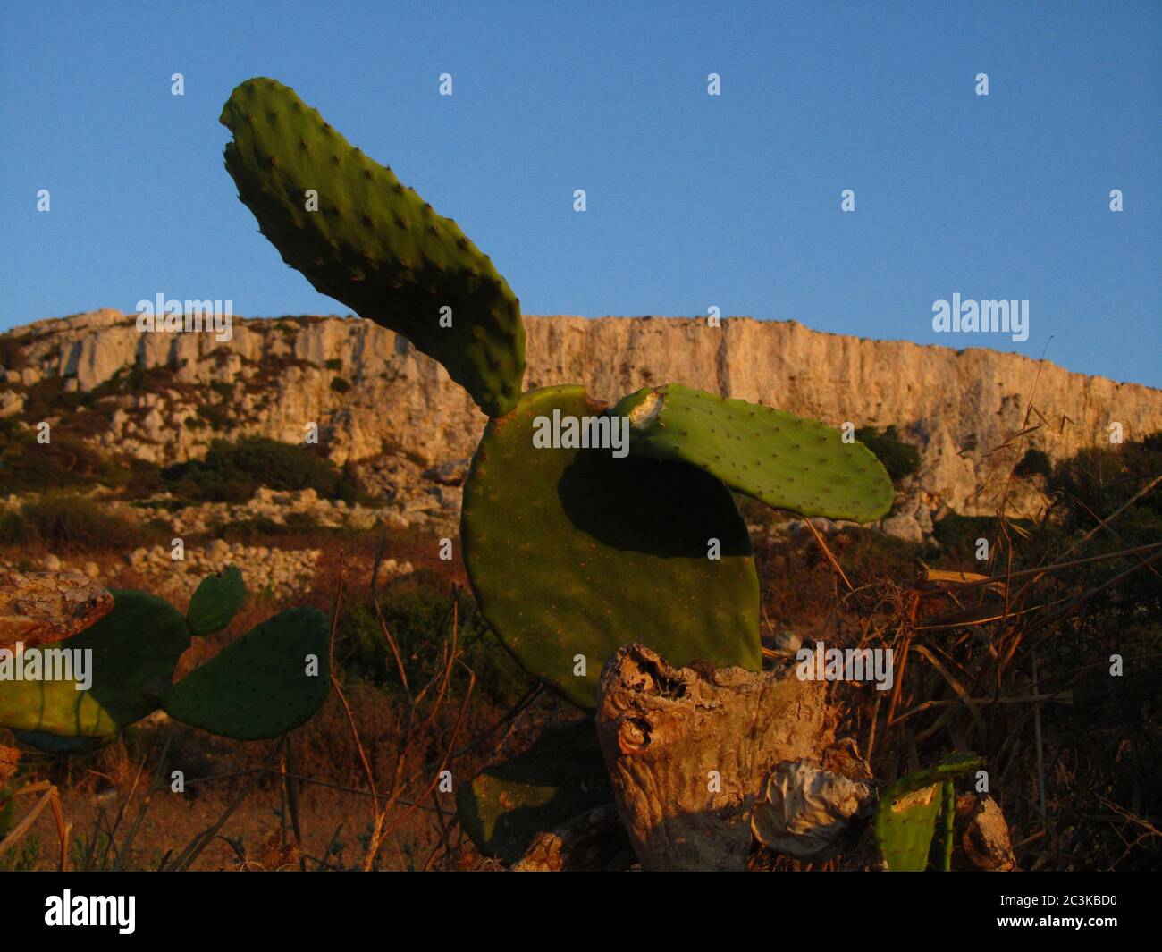 Opuntia prickly pear cactus tree in front of the cliff in Malta Stock ...
