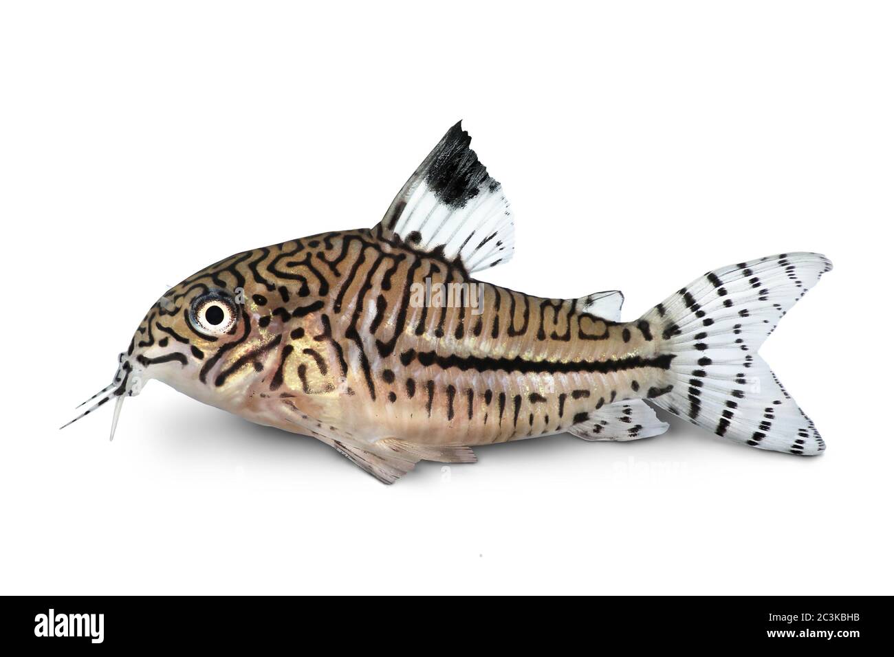 Corydora High Resolution Stock Photography and Images - Alamy