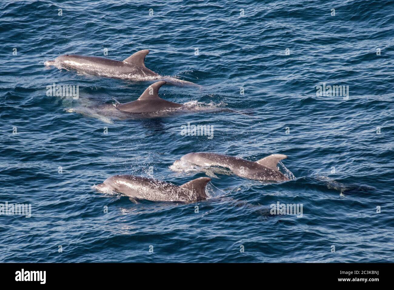 Dolphin pod australia hi-res stock photography and images - Alamy