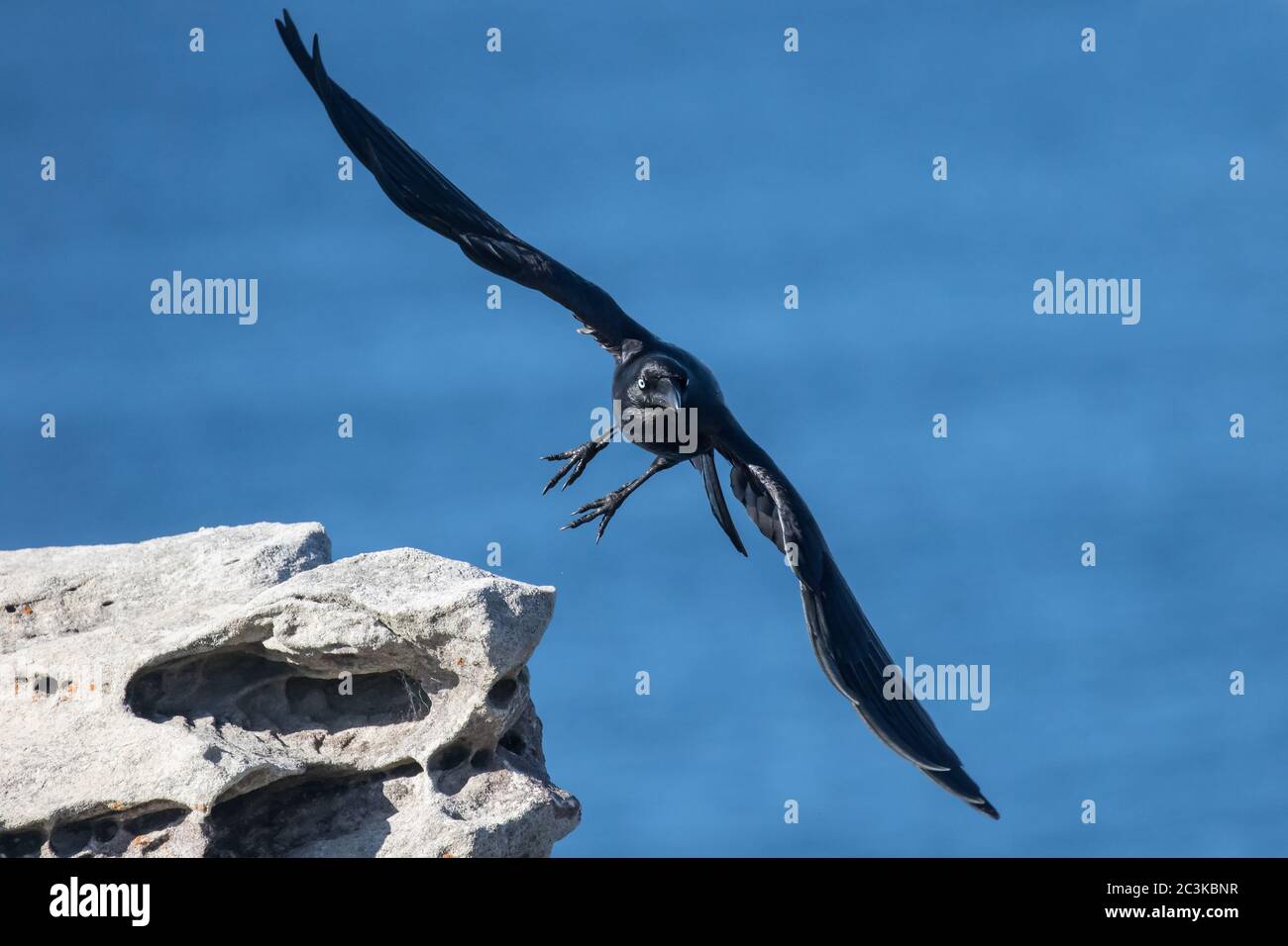 Australian Raven in flight with wings open Stock Photo - Alamy