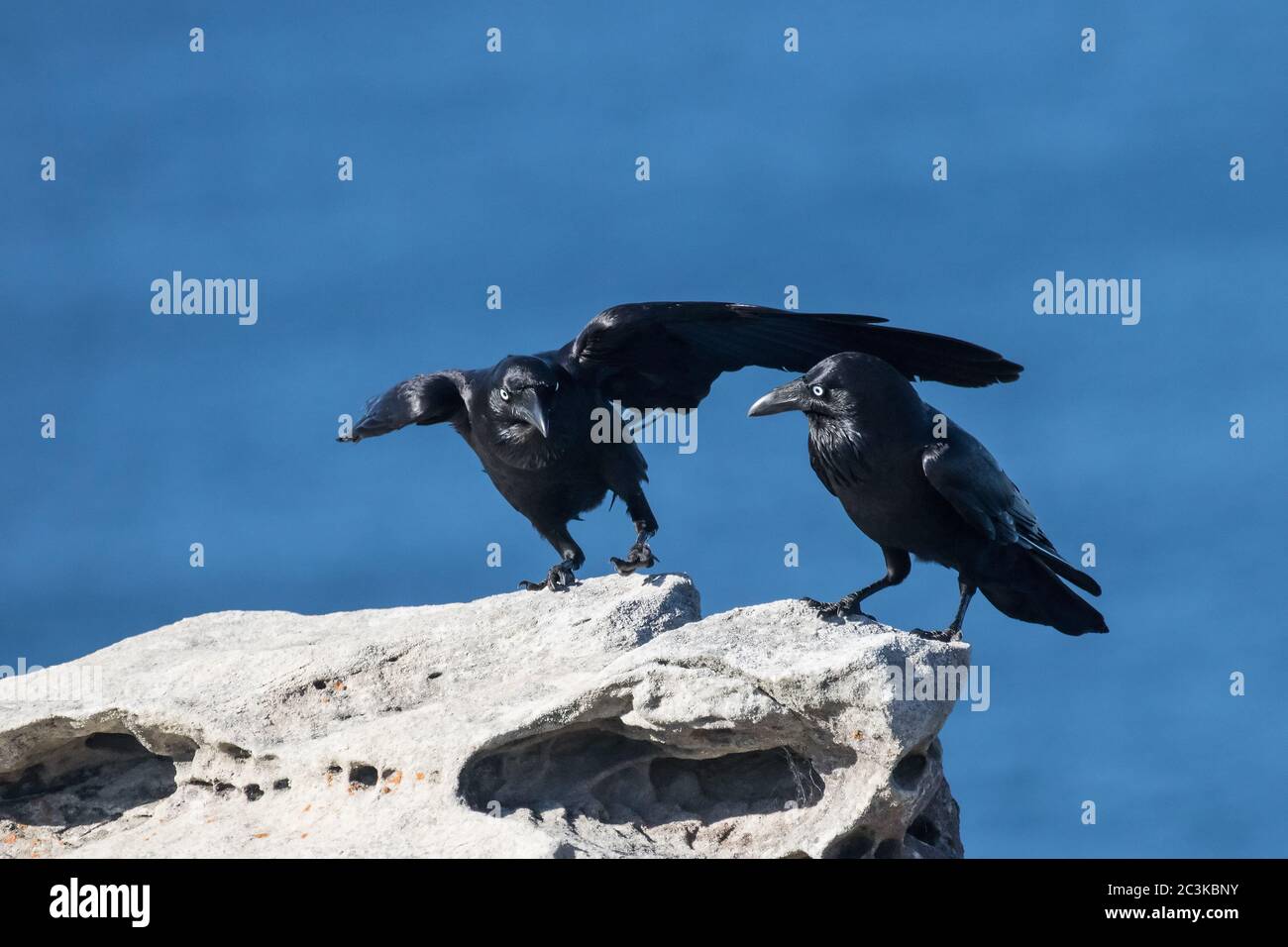Australian ravens hi-res stock photography and images - Alamy