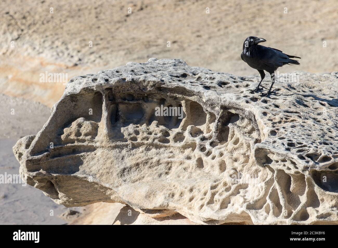 Australian Ravens resting on sandstone rock outcrop Stock Photo - Alamy