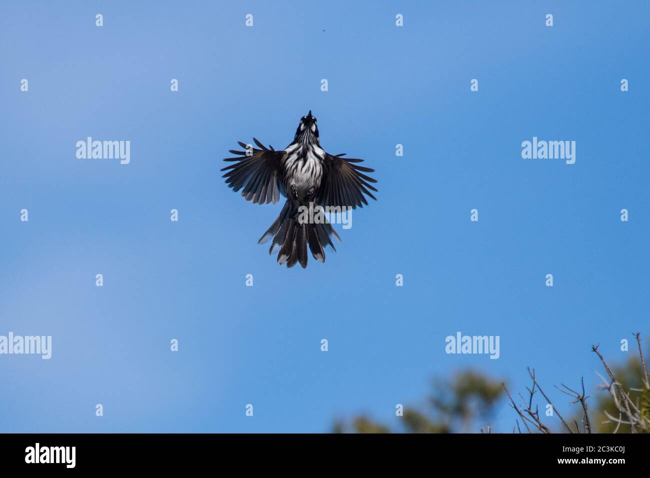 New Holland Honeyeater chasing small insect Stock Photo - Alamy