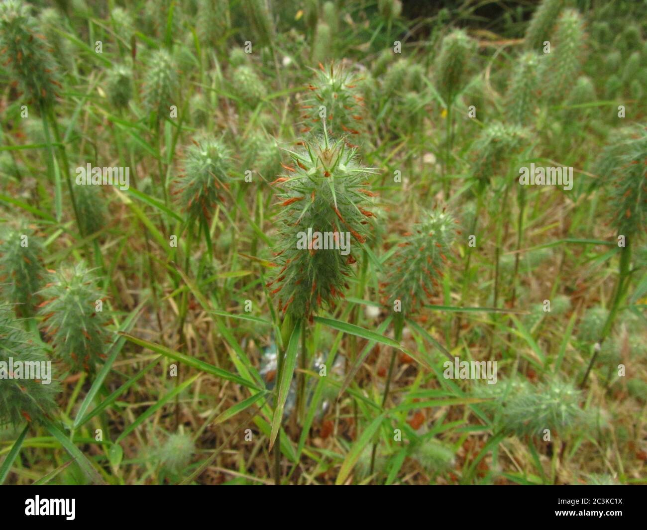 Garigue shrub vegetation and grasses in Malta Stock Photo - Alamy