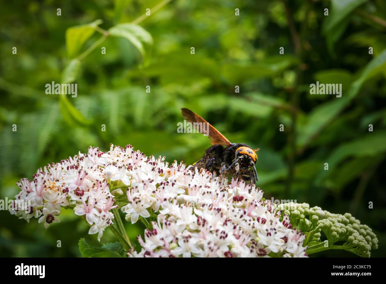 Insect macro yellow jacket wasp drinking nectar Stock Photo - Alamy