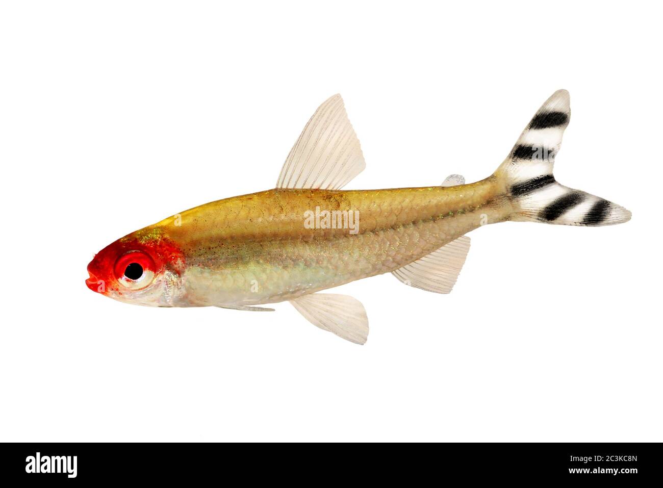Aquarium fish Rummy-nose Tetra Hemigrammus rhodostomus bleheri ...