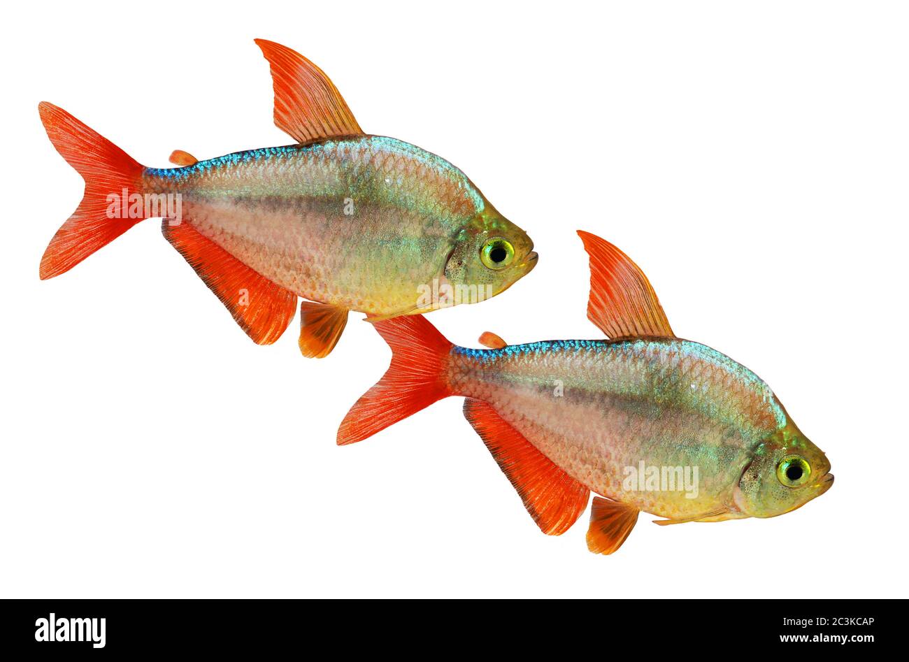 red-blue Columbian Tetra Hyphessobrycon aquarium fish Stock Photo - Alamy