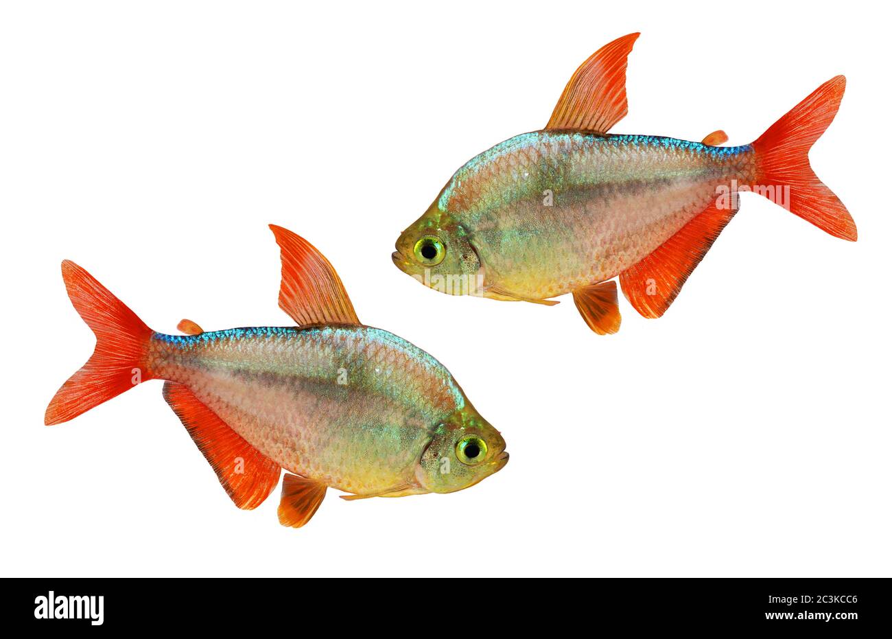 red-blue Columbian Tetra Hyphessobrycon aquarium fish Stock Photo - Alamy