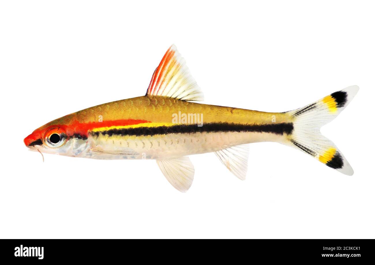 Aquarium fish Denison's barb Roseline Shark Sahyadria denisonii Stock ...