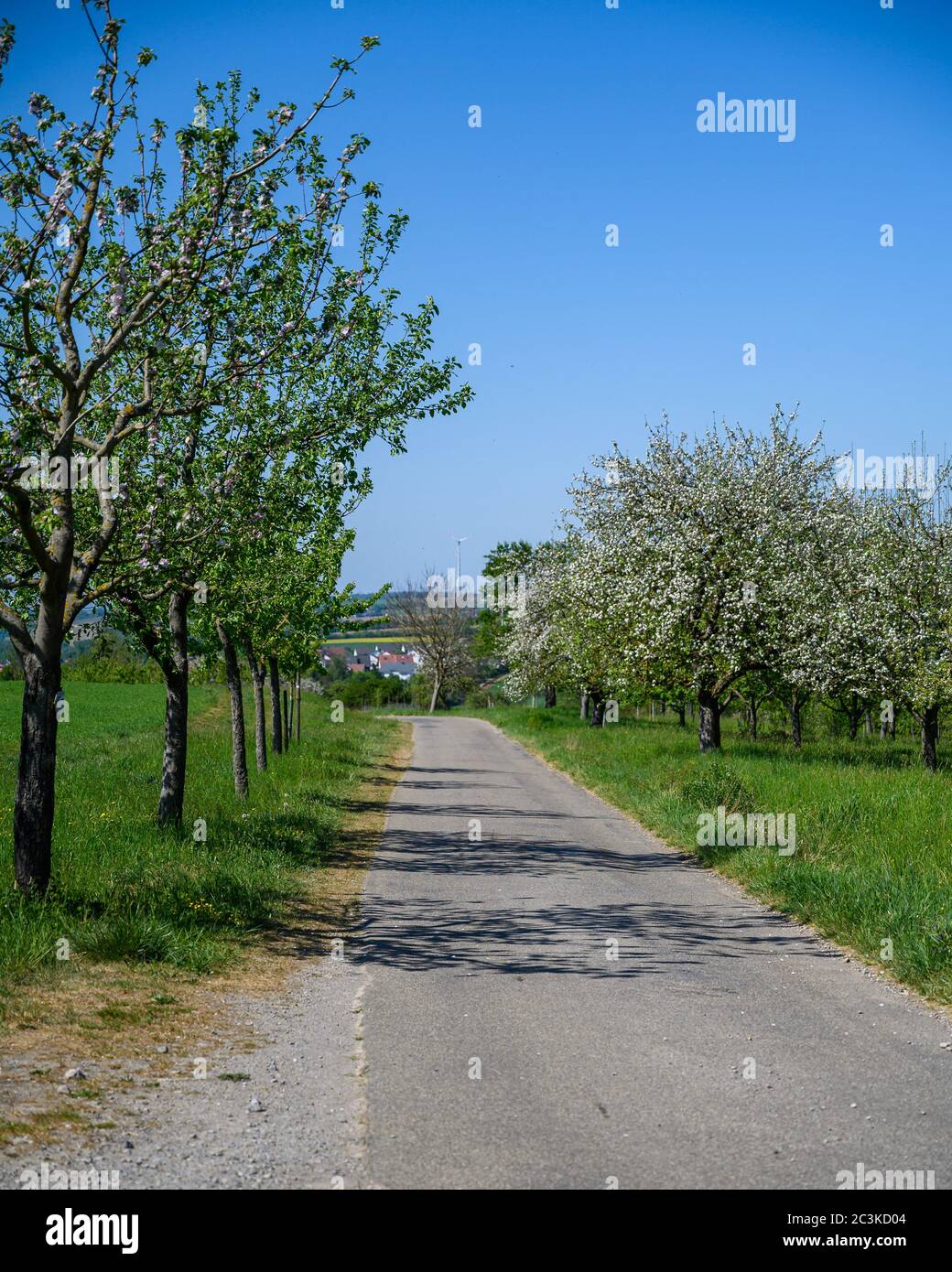 Beautiful vertical shot of a countryside road surrounded with trees and ...