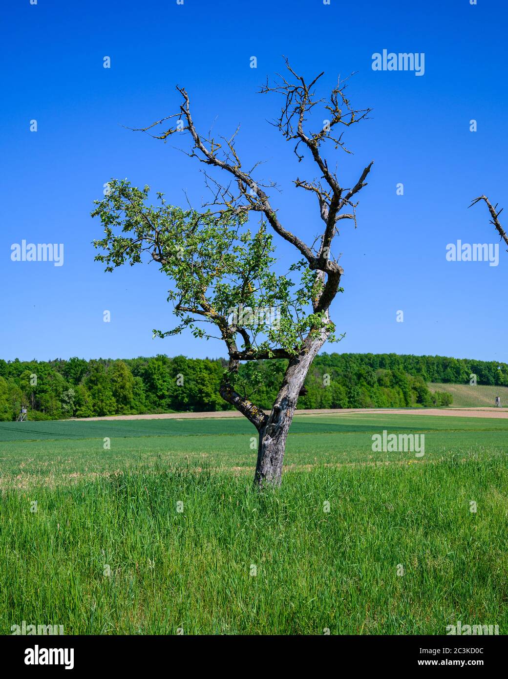 Beautiful shot of a growing tree in the middle of a green field Stock ...
