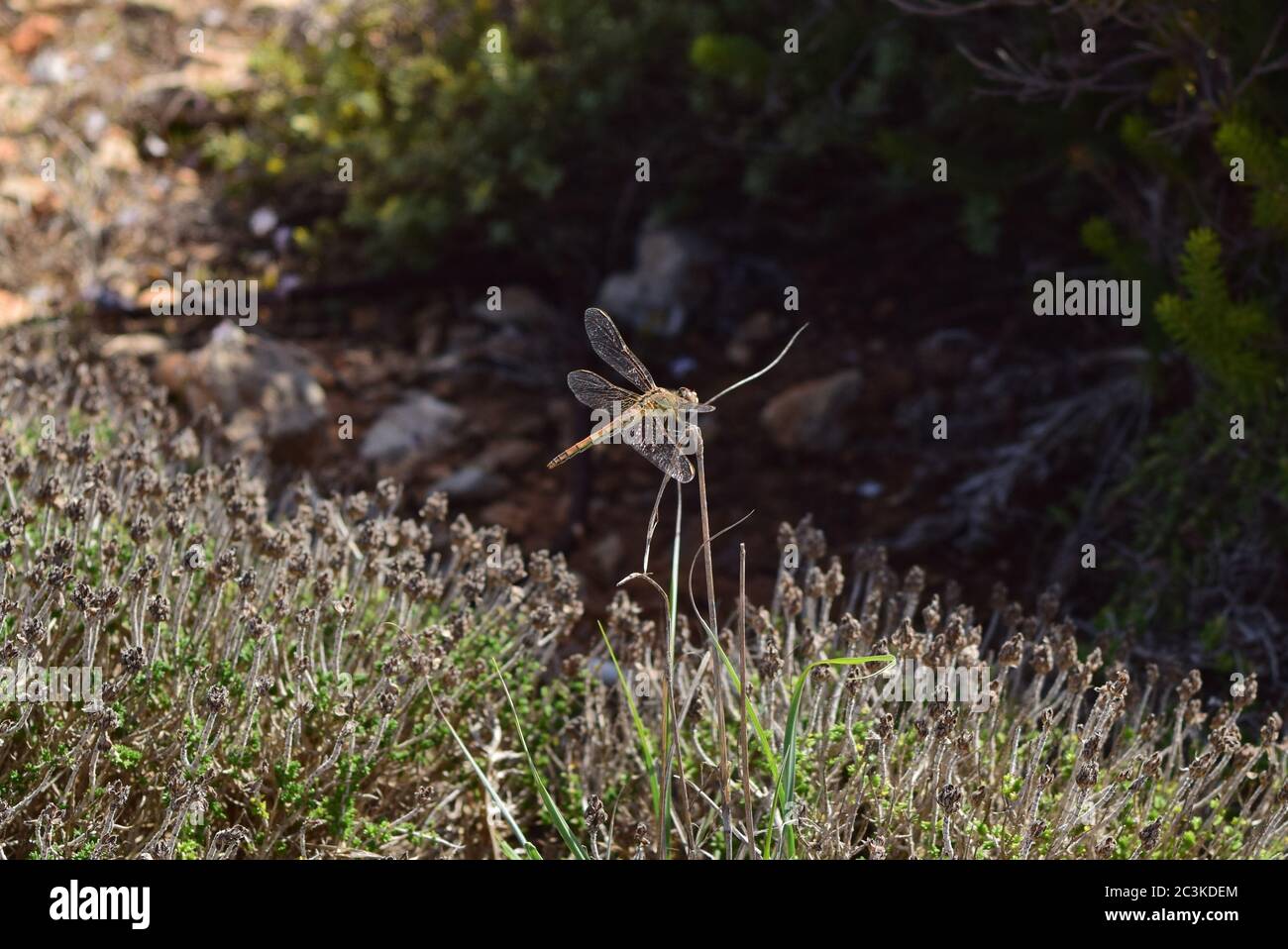 Dragonfly on a twig of garigue vegetation in Maltese Islands, Malta ...
