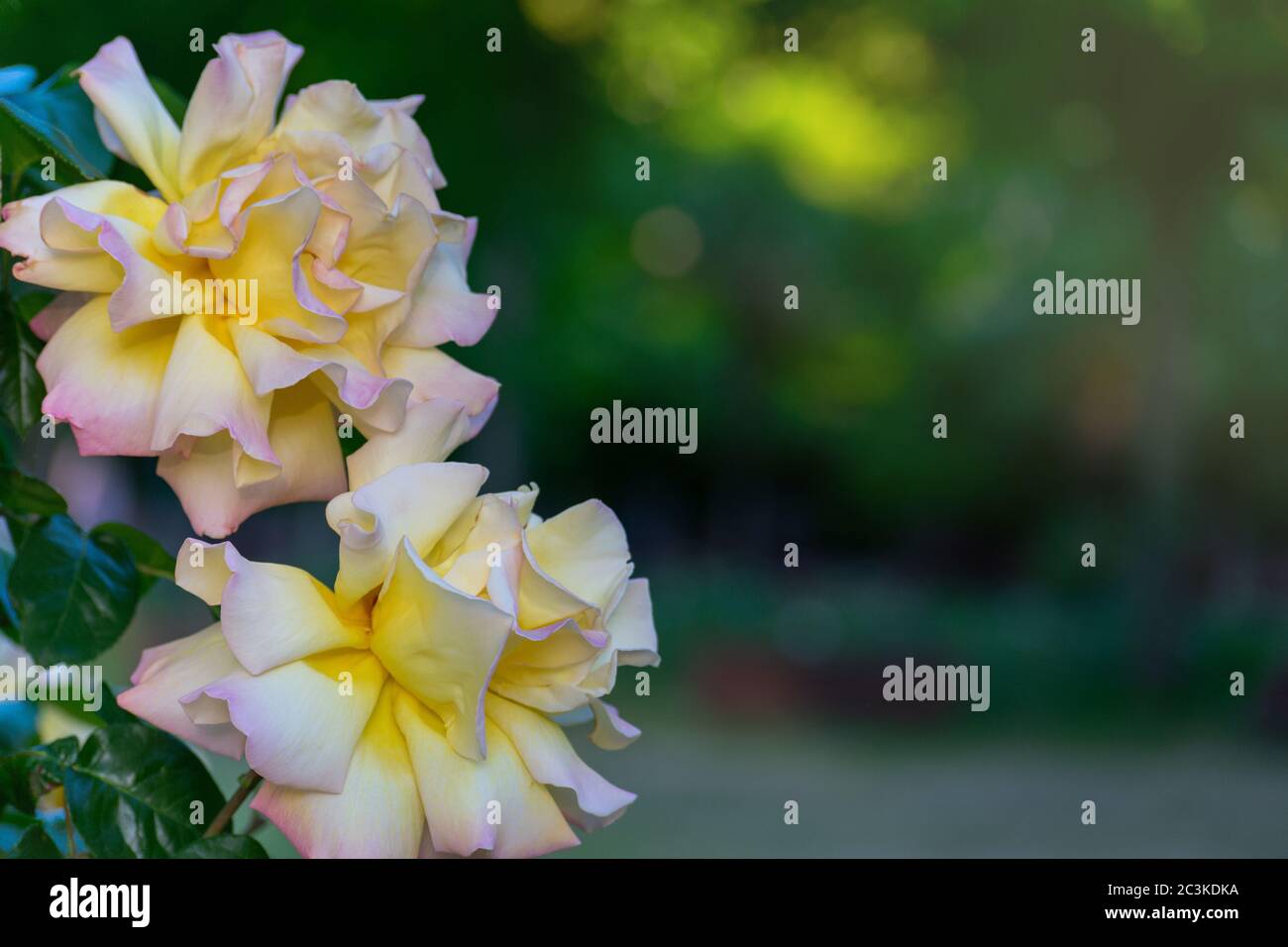 Selective focus shot of the white Floribunda rose flowers under the ...